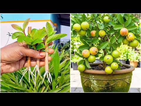 Grow Guava Tree Super Fast! Great Ideas for Home Gardeners to Succeed ...